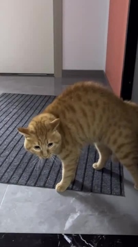 Very very scary - Coub