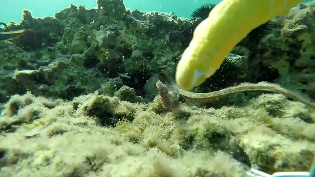 Octopus reacts to chicken leg https://www.youtube.com/watch?v ...