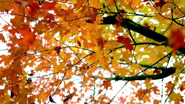 Autumn Leaves - Coub - The Biggest Video Meme Platform