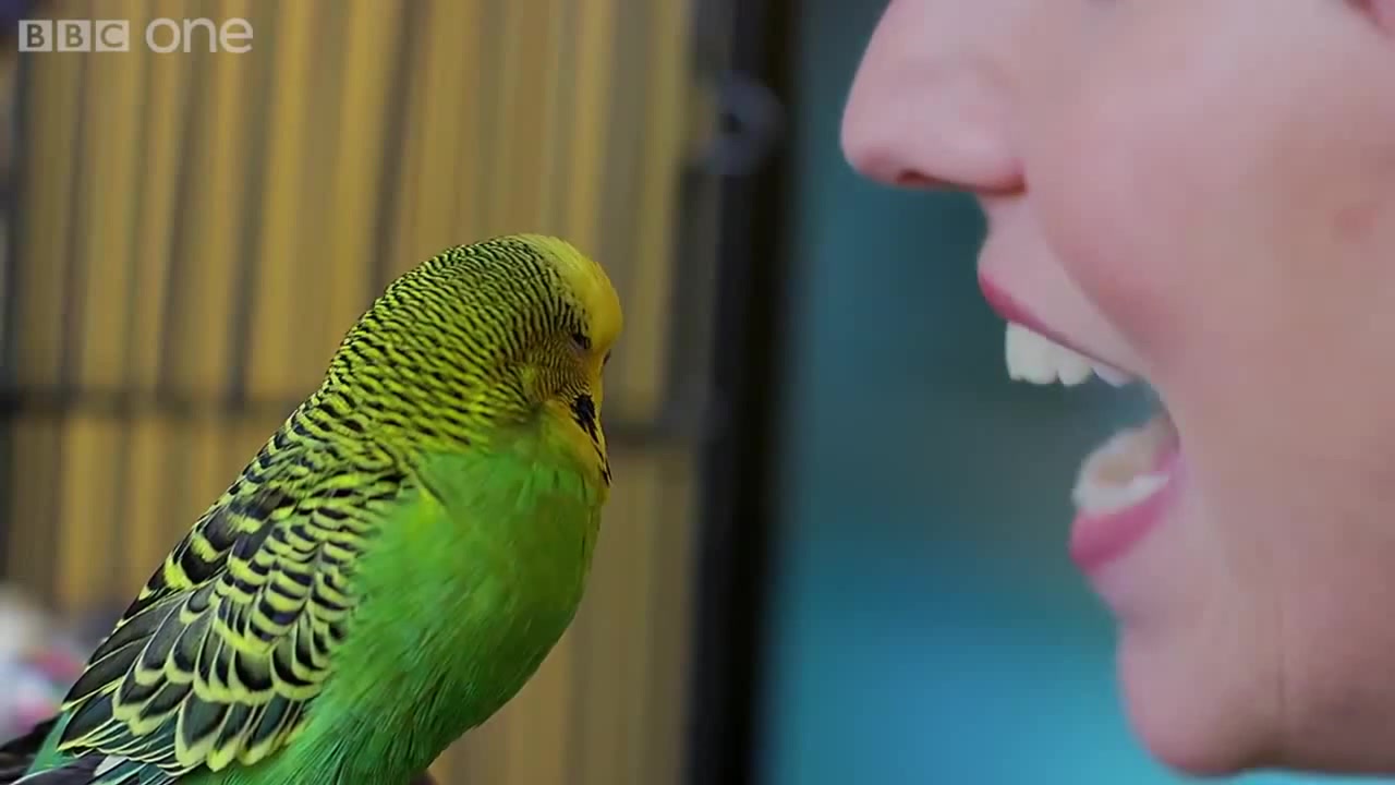 It's Not Easy Being Green - Coub