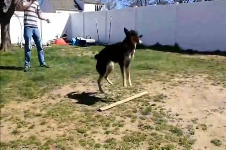 & Now... a Dog Jumping Rope - Coub