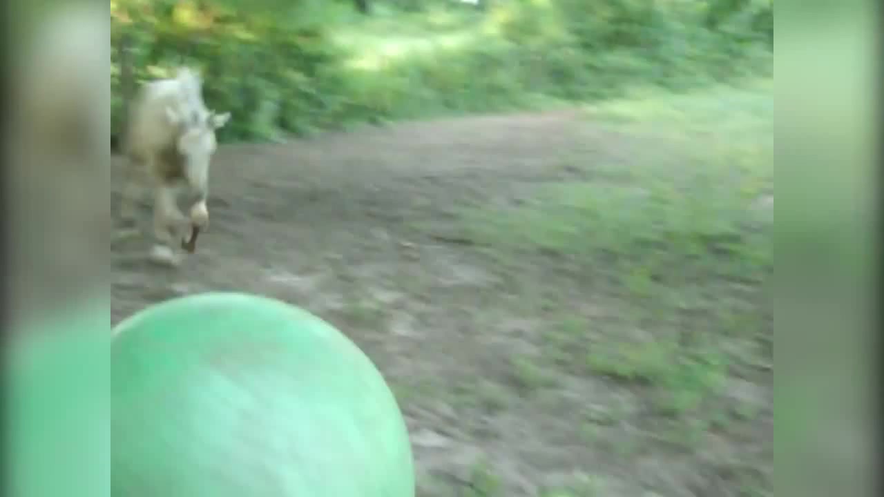 Funniest Animal Clips, Moments & Bloopers of November 2016 Weekly ...