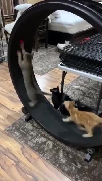 Gas gas gas cat version - Coub