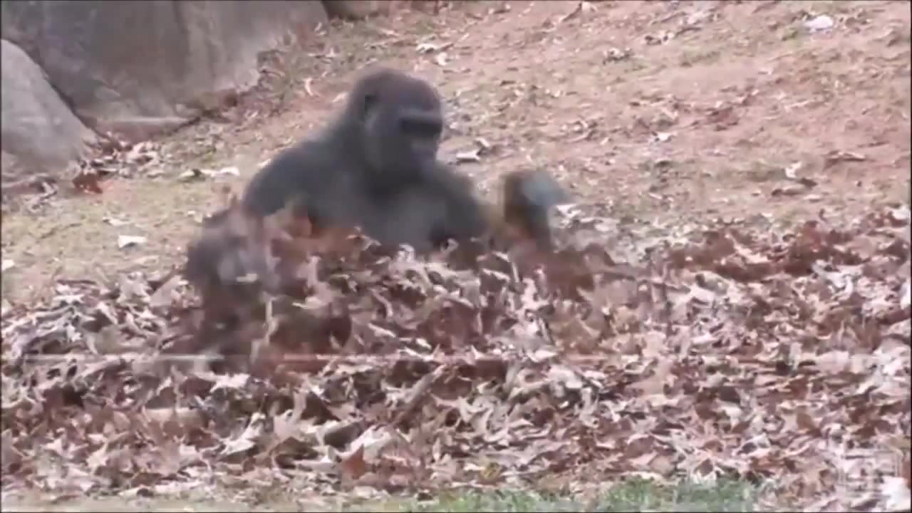 Frankie Mish - Dicks Out For Harambe (Feat Frankie and Noah of Sleep ...