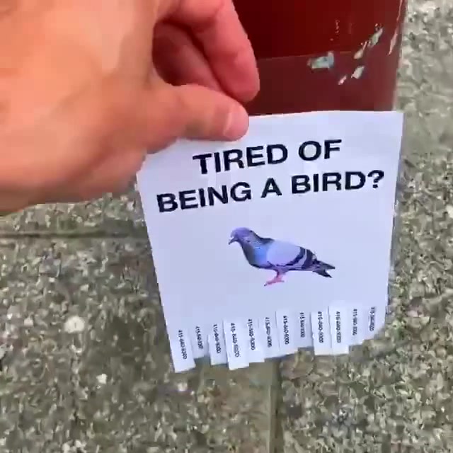 Tired of being a bird?? - Coub