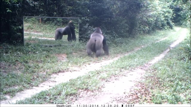 Gabon: This Silverback thinks this intruder in the mirror (his ...