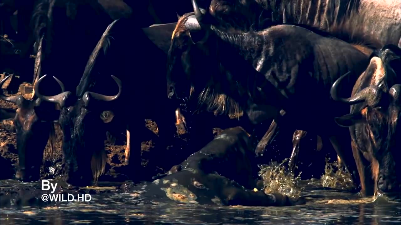 Animals In Epic Slow Motion Compilation Full HD - Coub