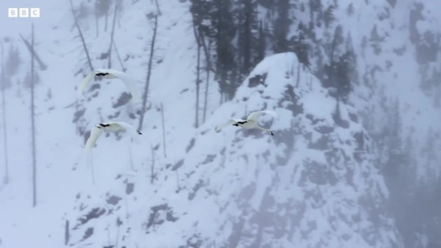 Bobcat Hunting in Winter 2 - Coub