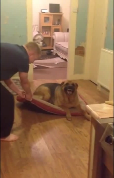 Dogs just don't want to bath - Funny dog bathing compilation - Coub