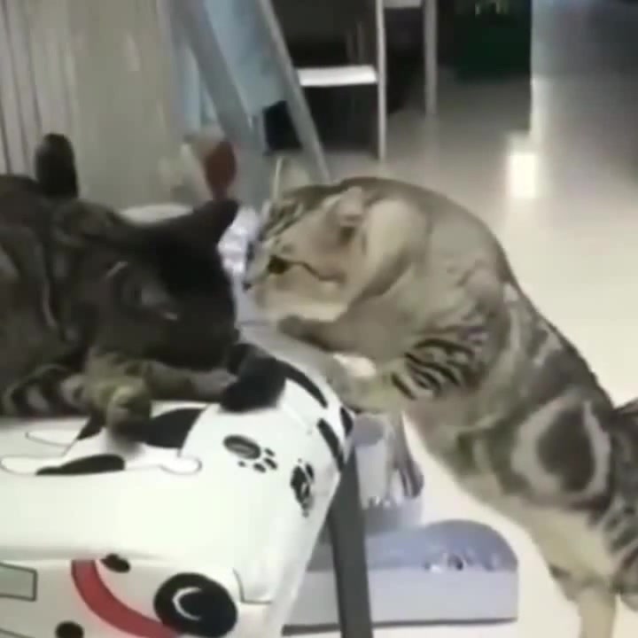 CATDUNA - Coub