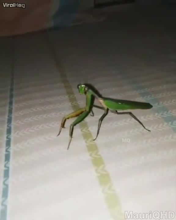 Mantis - Coub - The Biggest Video Meme Platform