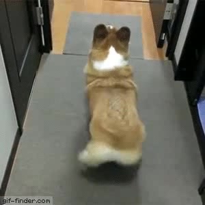 Bubble-Butt-Corgi-Twerk - Coub