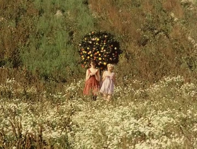 Daisies dance - Coub