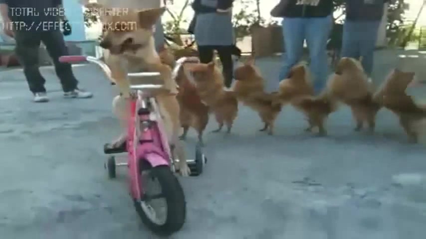 Doggo does dance - Coub