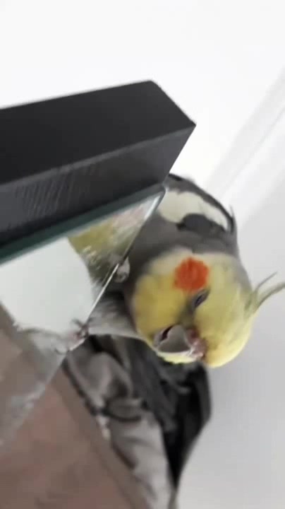 Law & Order / Parrot abuse :D - Coub