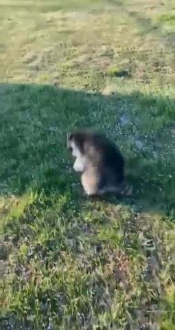 agent raccoon in action - Coub