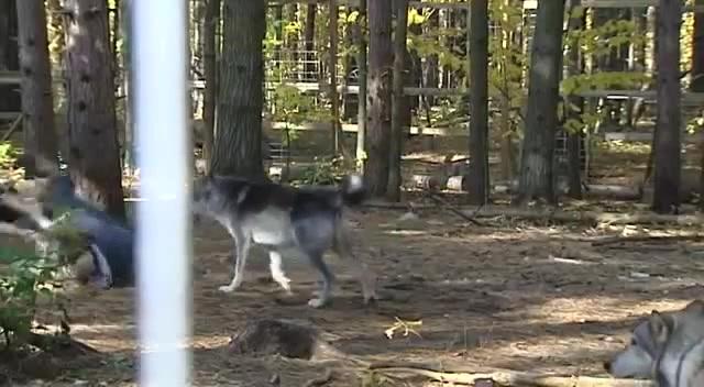 Wrestles With Wolves - Coub