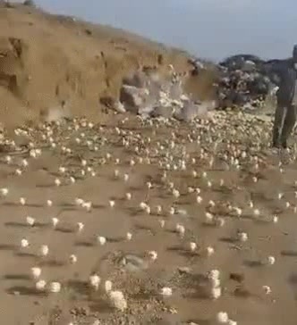 Walking Chicken - Coub