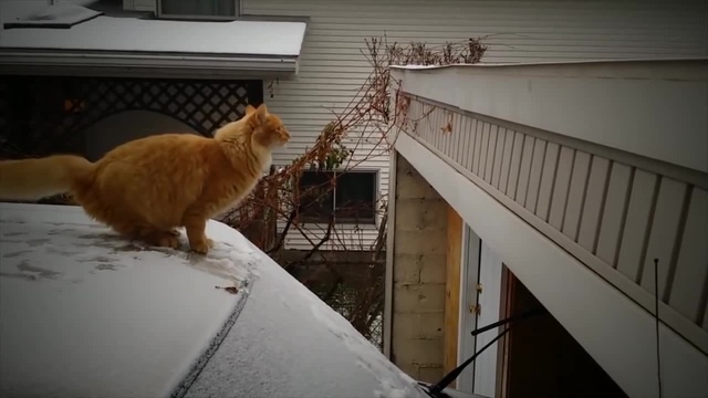 Stranger Cats - Coub