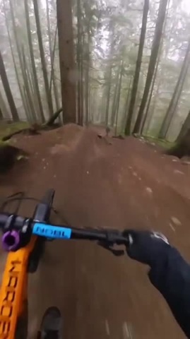 Forest track - Coub - The Biggest Video Meme Platform