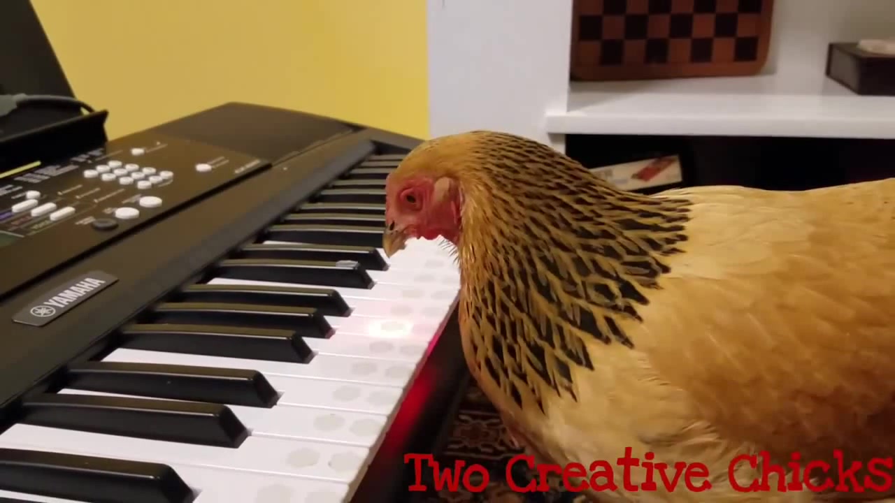 Patriotic Chicken Playing Keyboard Piano - Coub