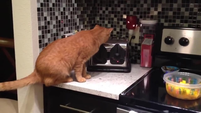 Cat and toaster - Coub - The Biggest Video Meme Platform