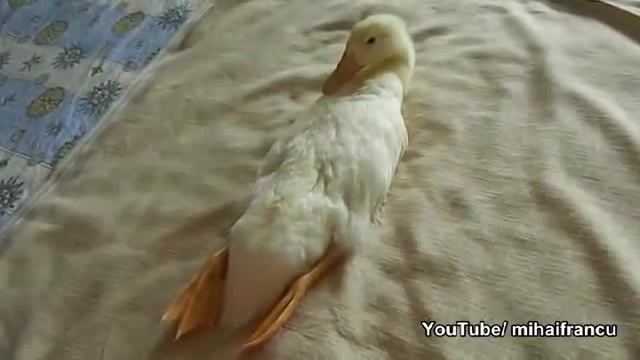 Vacuuming My Duck - Coub