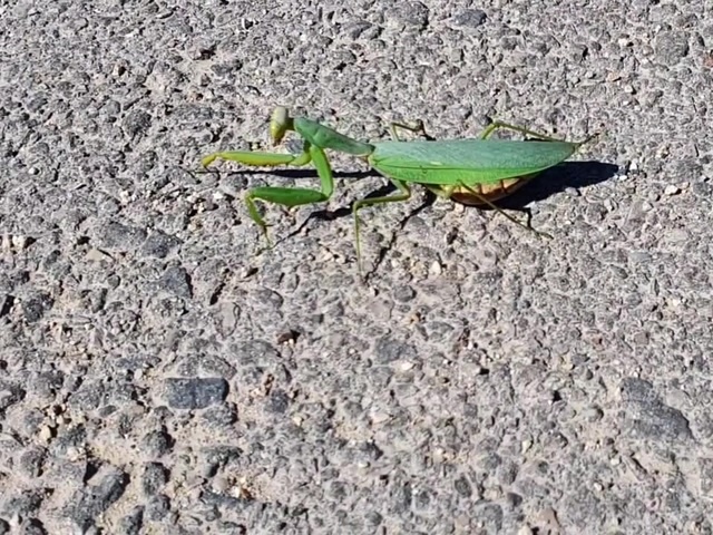 🕺 can't help myself - Coub