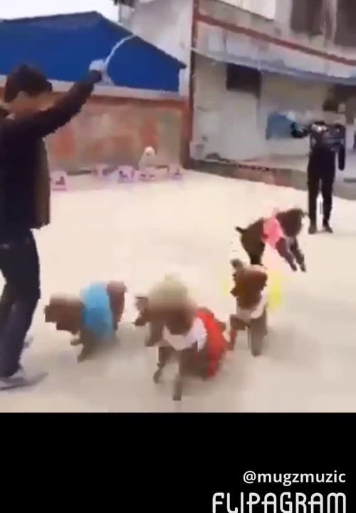 Jump roping dogs - Coub