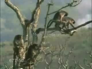 Monkeys having SEX - Coub