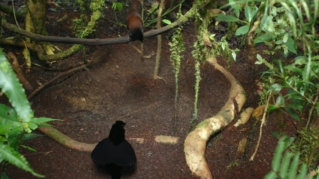 Lezginka bird - Coub