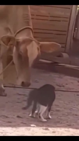 cat vs cow - Coub
