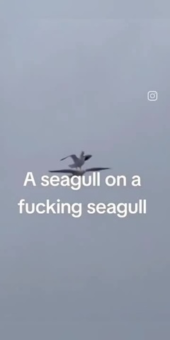 A seagull - Coub