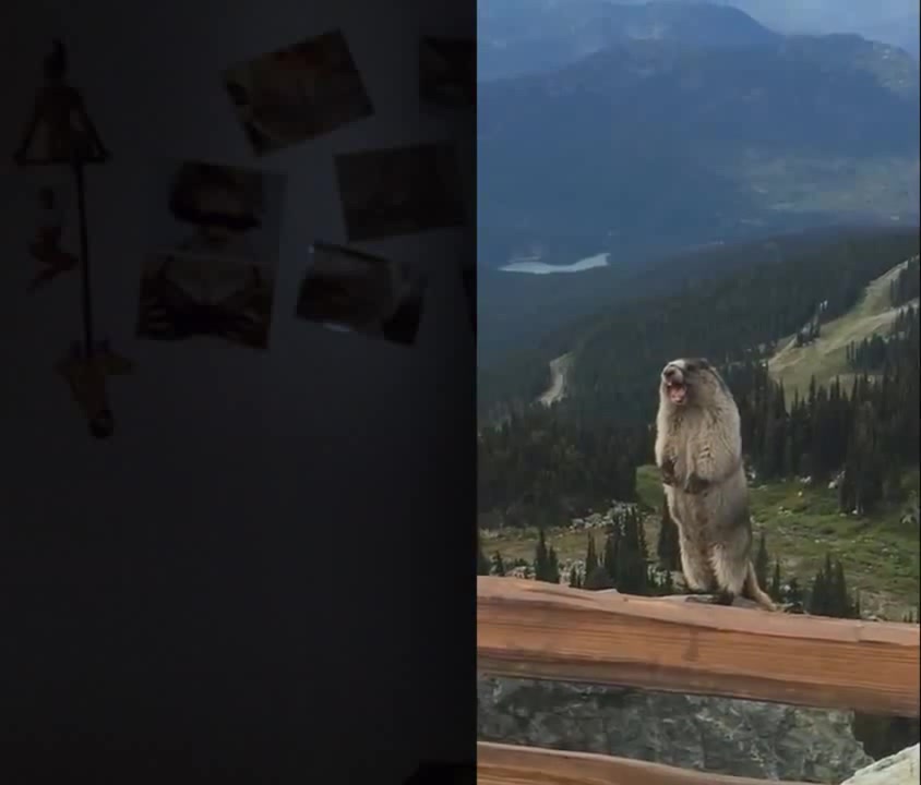 screaming marmot - Coub - The Biggest Video Meme Platform
