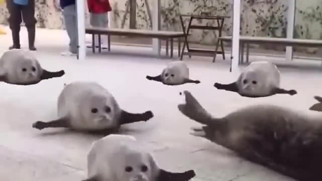 Bouncing Seal - Coub