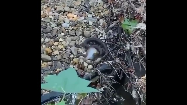 Save the fish - Coub - The Biggest Video Meme Platform