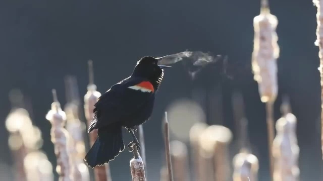 Rastaman bird - Coub