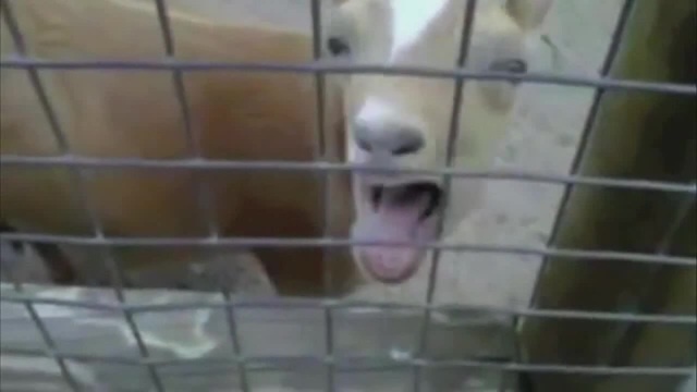 Can you love me again (goat + nonono cat + freaky cat cover) #animal ...