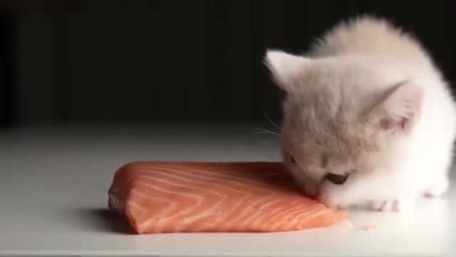 Kitten eating salmon with cats meowing to Doom music - Coub