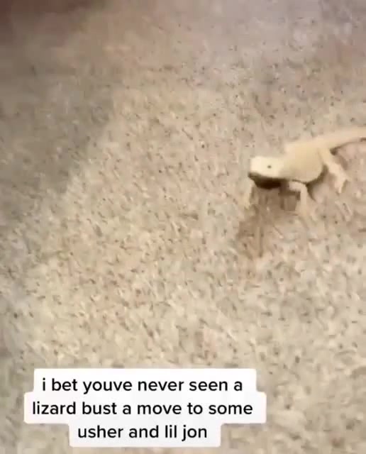 Dancing Lizard - Yeah - Coub