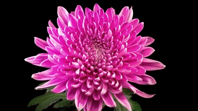 💐 Flowers Everywhere (Spring 2024 is here) - Coub