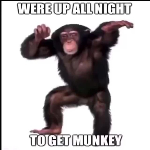 Monkey - Coub
