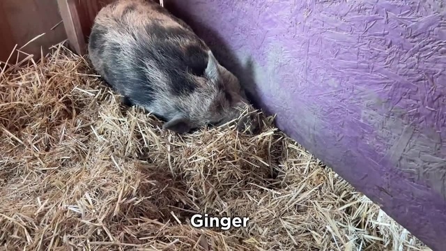 I interviewed animals with a tiny mic again - Coub