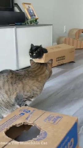 Catbox - Coub - The Biggest Video Meme Platform