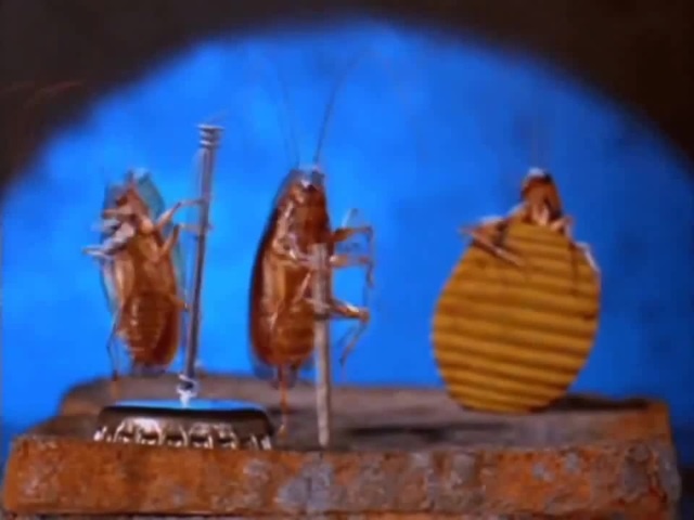 Funny cockroaches - Coub - The Biggest Video Meme Platform