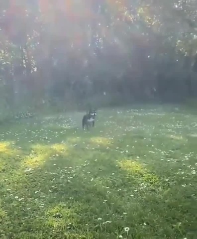 Happy Doggo Monday - Coub