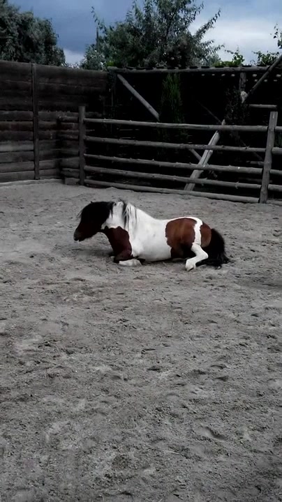 Slipknot Horse - Coub