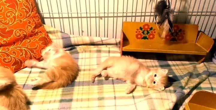 Kittens - Coub - The Biggest Video Meme Platform