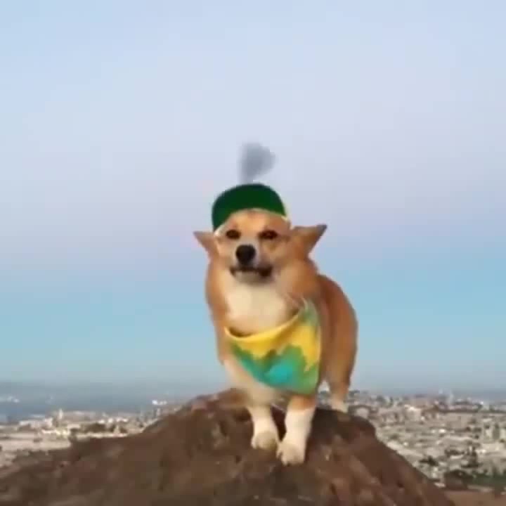 Helicopter doggo - Coub