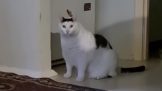Huh Cat Meme Template - Coub